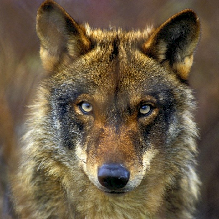 Visita ao Centro de Recuperação do Lobo Ibérico + caminhada ...