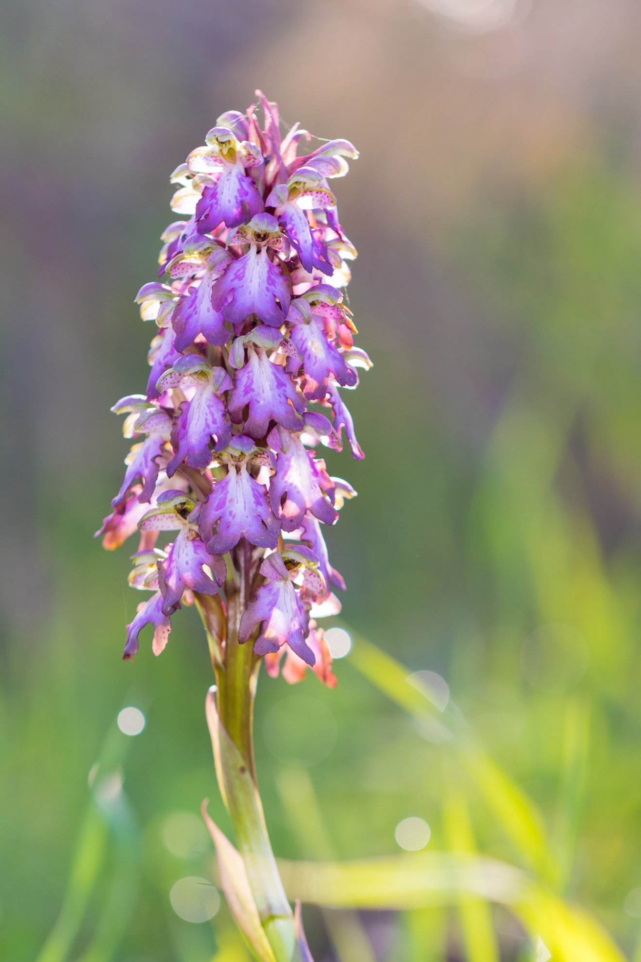 Tour Fotográfico: Orquídeas da Arrábida - GreenTrekker.pt