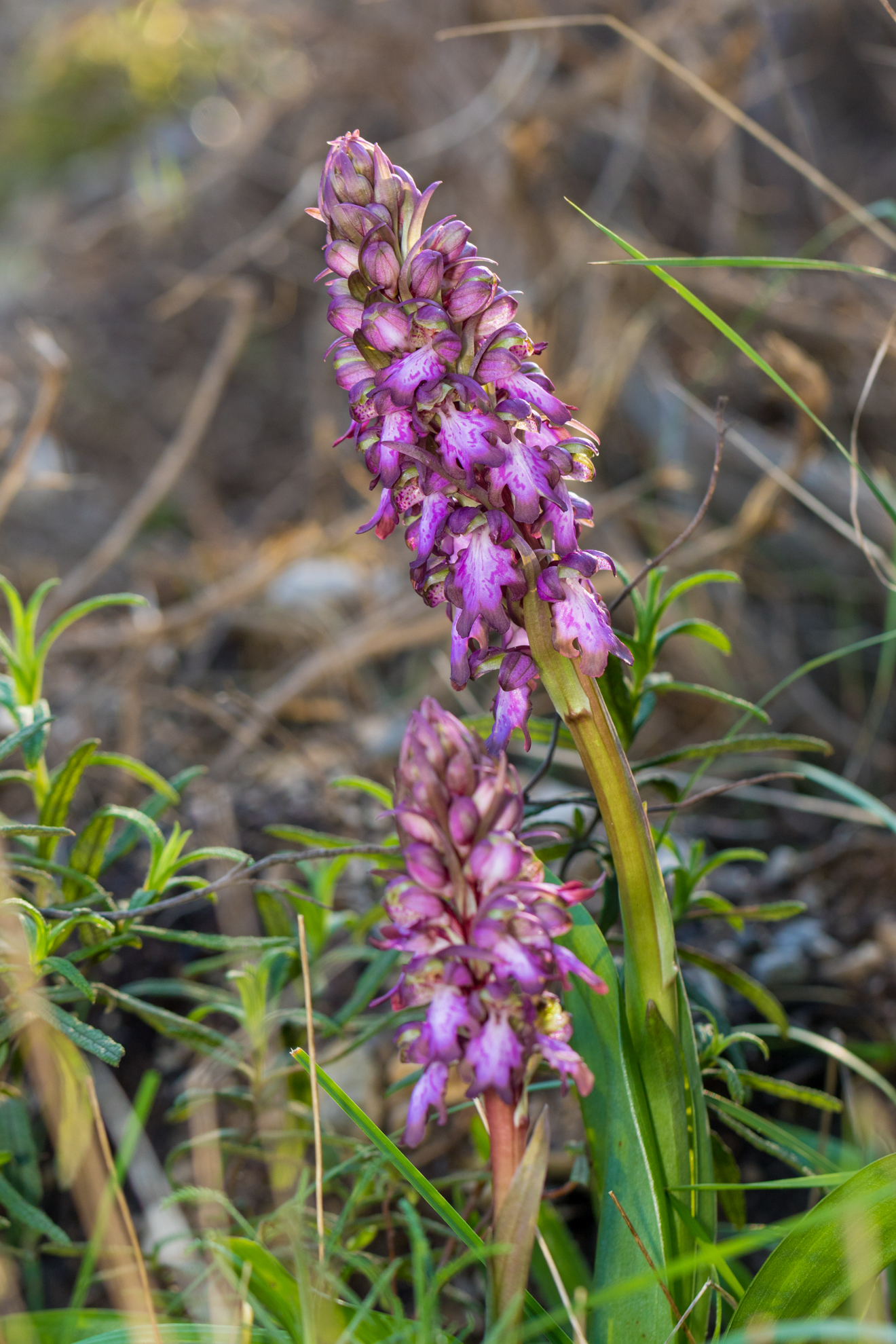 Tour Fotográfico: Orquídeas da Arrábida - GreenTrekker.pt